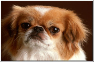 Happy Dog Poster Paper Print - Animals posters in India - Buy art, film ...