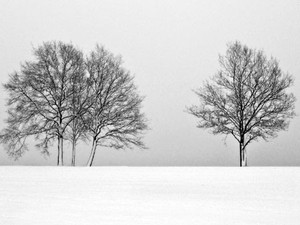 Winter Tree Line II Fine Art Print - Ilona Wellmann posters ...