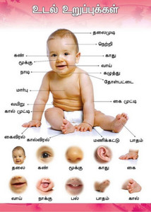 Parts of the Body Chart Paper Print - Educational posters in India ...