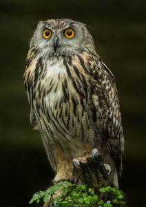 EurekaDesigns Religious Poster Owl S- Fine Art Print - Religious ...