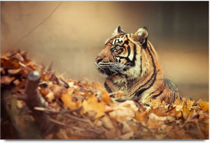 Amy Tigers Cheetaahs Leopards Dangerous Picture 3D Poster - Nature ...