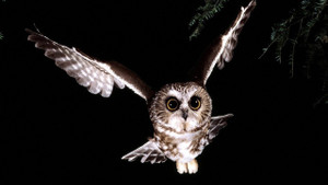 Beautiful Animal Poster Paper Print - Animals posters in India - Buy ...