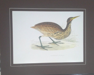 American Bittern. Paper Print - Art & Paintings posters in India - Buy ...
