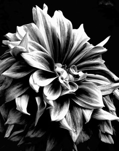 Floral Beauty 46 Paper Print - PixTopper Artist Community posters ...