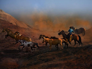 Higher Ground Fine Art Print - Bobbie Goodrich posters - Animals ...