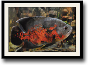 Oscar Fish Fine Art Print - Animals posters in India - Buy art, film ...