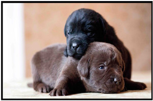 Labra Poster for room.Dog Posters - images for bedroom and home - # ...