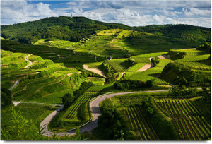 Great Greenary in Assam Nature Paper Print - Nature posters in India ...