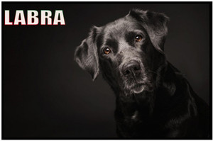 Labra Poster for room.Dog Posters - images for bedroom and home - # ...