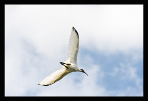 Ibis In Paper Print - PixTopper Artist Community posters - Animals ...