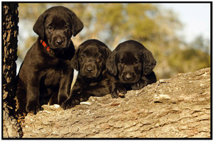 Labra Puppy Dog Poster Paper Print - Animals posters in India - Buy art ...