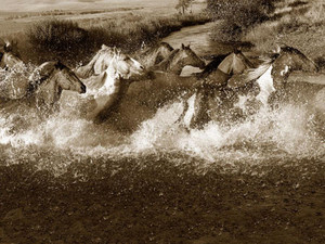 River Run Fine Art Print - Robert Dawson posters - Animals posters in ...