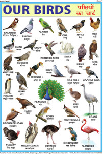 BIRDS CHART FOR CHILDREN (PAPER PRINT) Paper Print - Educational ...