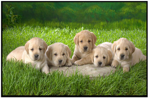 Labra Poster for room.Dog Posters - images for bedroom and home - # ...