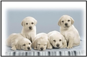 Labra Poster for room.Dog Posters - images for bedroom and home - # ...