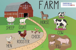 FARM ANIMAL POSTER FOR CHILDREN Paper Print - Children posters in India ...