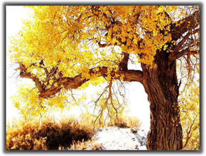 Yellow Environment tree 0607 Poster Photographic Paper - Abstract ...