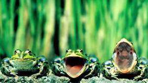 Beautiful Animal Poster Paper Print - Animals posters in India - Buy ...