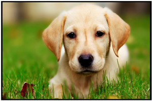 Labra Puppy Dog Poster Paper Print - Animals posters in India - Buy art ...