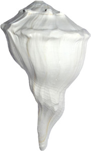 Real Seed Dakshinavarti Laxmi / Left Hand Sacred (White) Goddess ...