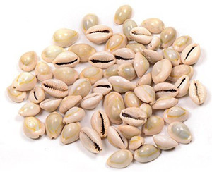 caaspy Peeli/Yellow Kawri Kodi Peeli Cowrie Sea Shell | Laxmi and ...