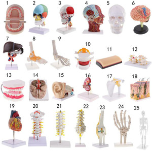 BNF 45cm Highly Detailed PVC Human Body Skeleton Model Set for School ...