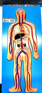 PANDAS HUMAN CIRCULATORY SYSTEM Anatomical Body Model Price in India ...