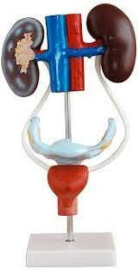 Avis Articulated Human Female Urogenital System model Anatomical Body ...