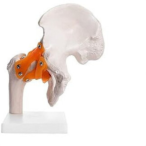 Humokind Human Pelvis Hip Joint Model with Flexible Ligaments ...