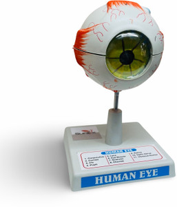 SunLix Human Eye Ball Detachable Model Anatomical Body Model Price in ...