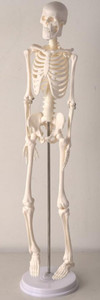 wkm 17 Inches Tall Mini Human Skeleton Model For Kids & School ...