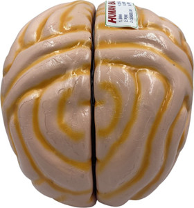 Lexbax Human Brain Model Anatomy ColorCoded Life Size Teaching Anatomy ...