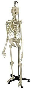 Avis Articulated human skeleton model Anatomical Body Model Price in ...