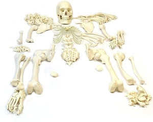 Artsy ARSTY | DISARTICULATED HUMAN SKELETON MODEL | LIFE SIZE | 5'6 ...