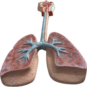Lexbax Human respiratory system Modal on board Indian Quality (Pack 1 ...