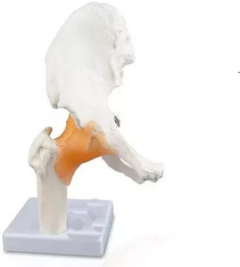 Avis Articulated human Hip Joint Preimum Anatomical Body Model Price in ...