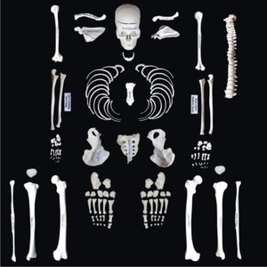 wkm Dis-articulated Human Skeleton Bilateral Anatomical Accuracy ...