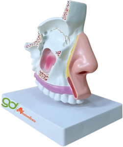 GD ANATOMICALS Nasal Cavity Anatomical Model Human Mouth, Nose ...