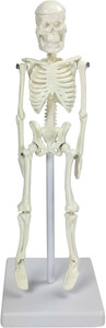 Zx Tiny Human Skeleton 21 cm Anatomical Body Model Price in India - Buy ...