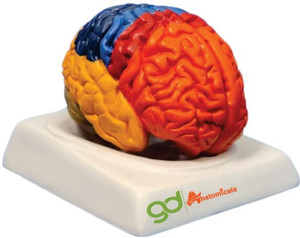 GD ANATOMICALS Educational Model Brain Anatomical Model ||Color-Coded ...