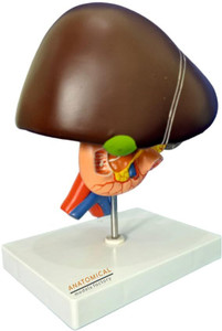 GD ANATOMICALS Detailed Lifesize Liver and Duodenum Anatomical Model ...