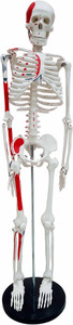 Zx Human Skeleton Model 85 cm Numbered Anatomical Body Model Price in ...