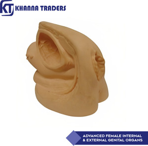 KHANNA TRADERS ADVANCED FEMALE INTERNAL & EXTERNAL GENITAL ORGANS ...