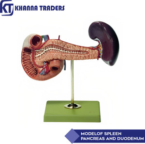KHANNA TRADERS SPLEEN PANCREAS AND DUODENUM HUMAN ANATOMICAL MODEL ...
