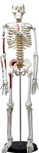 KHANNA TRADERS Human Skeleton Anatomical mode with Muscles Anatomical ...
