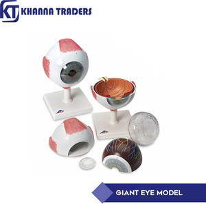 KHANNA TRADERS HUMAN GIANT EYE ANATOMICAL MODEL Anatomical Body Model ...