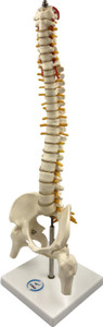 Lexbax Human Mini Spine Model(Vertebral/Spinal Column Model)on plastic ...