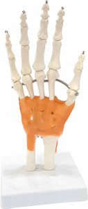 Zx Hand Joint Model Flexible Anatomical Body Model Price in India - Buy ...