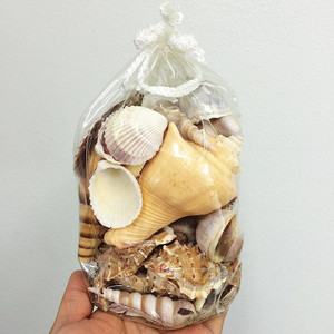 AMACO Sea Shell Aquarium Home Decoration Sea Shell Used Aquarium/Table ...