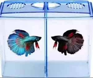 MOAN Double House Betta Tank Small Fish Tank for Fighter Fish Rectangle ...